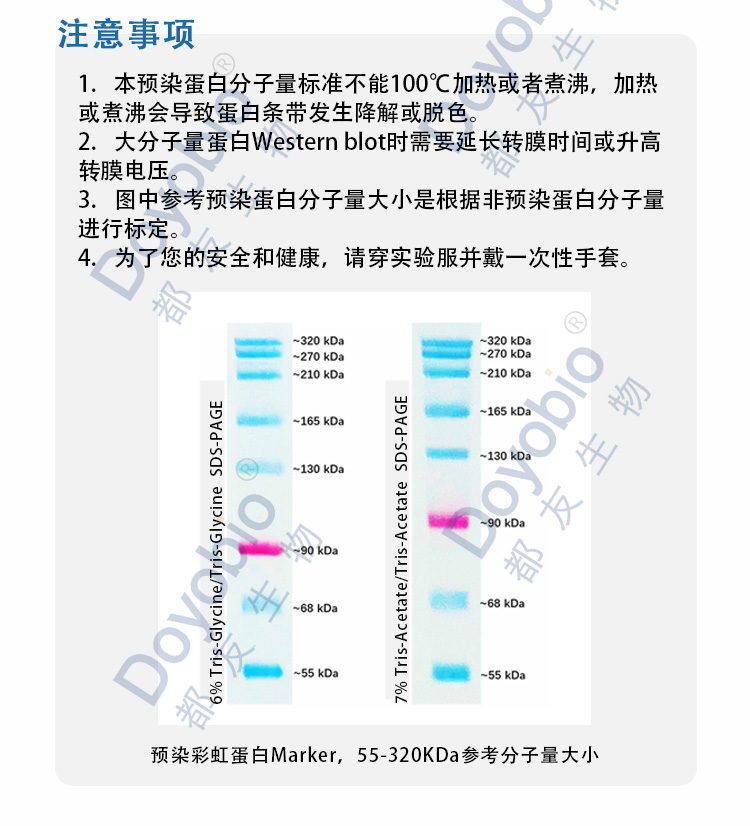 WB预染蛋白Marker 彩虹条带8-195KD 55-320KD 显影13-154KD_咨询热线-腾龙娱乐有限公司16669010666(在线客服)